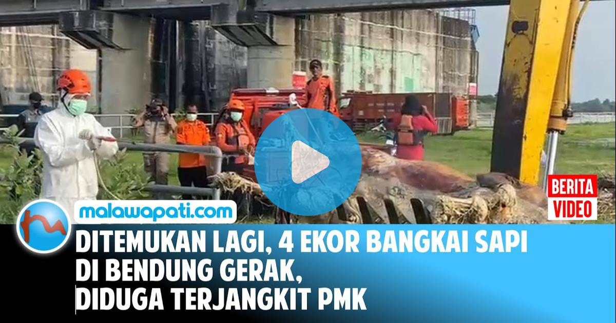 Ditemukan Lagi, 4 Ekor Bangkai Sapi Di Bendung Gerak, Diduga Terjangkit ...