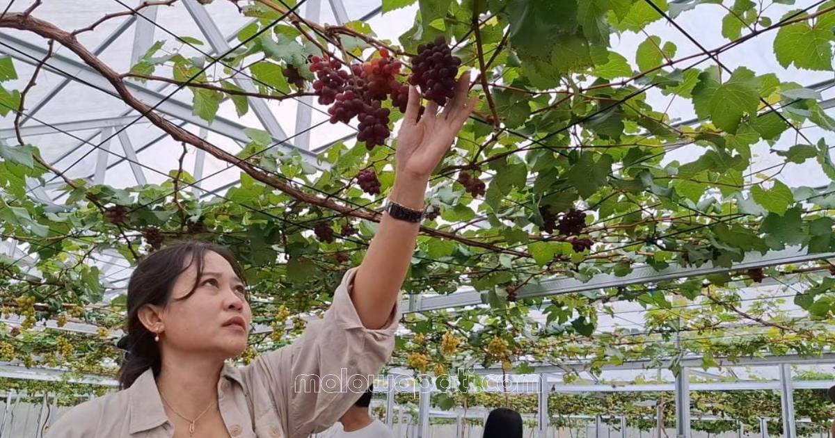 Wisata Petik Anggur Rasa Bubble Gum di Ngasem Menarik Pengunjung ...